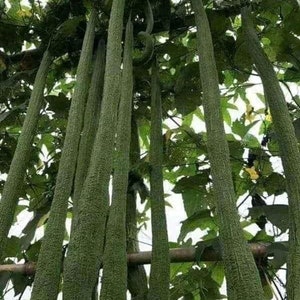 Extra Long Luffa Gourd Seeds | USA Asian Chinese Okra Loofah Melon 2023 ...