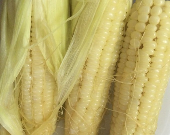 20 Seeds Waxy Corn Vietnamese Bap NEP Sticky Corn Seeds Glutinous Corn ...