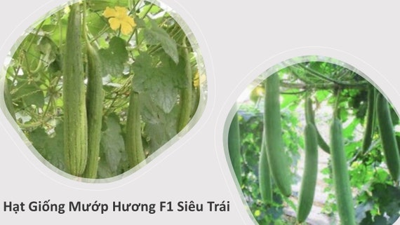 40 Vietnamese Hybrid Smooth Luffa Seeds Hạt Giống Mướp Hương - Etsy