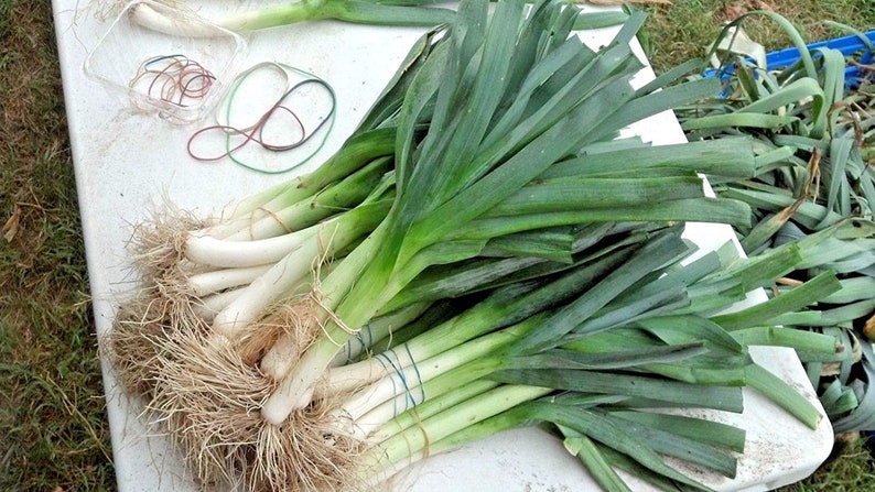 200+king Richard Leeks Seeds Organic Non-gmo Spring/fall Garden/patio ...