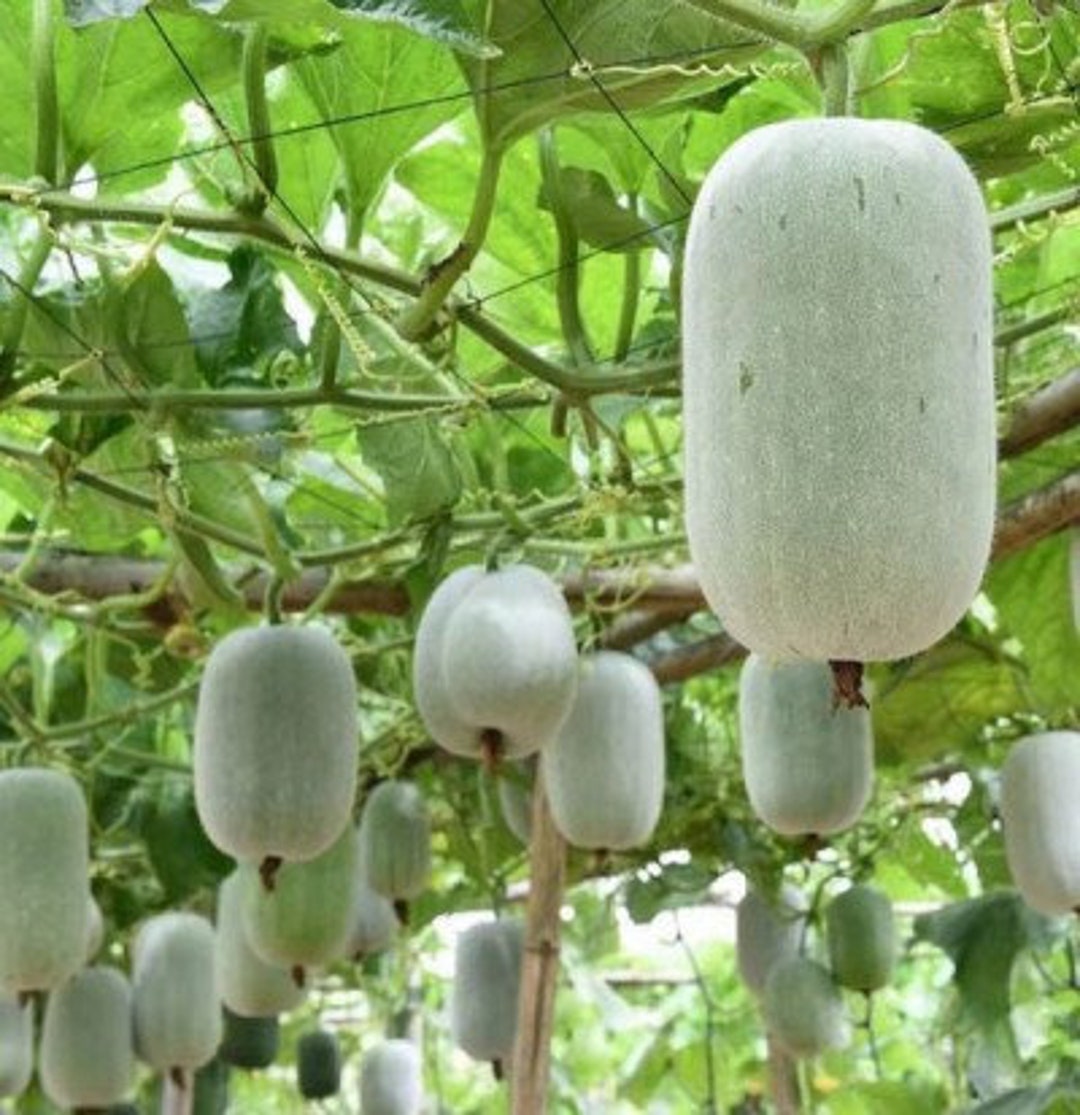 50+ Indian New Type Ganges Ash Gourd, Wax Gourd White Winter Melon ...