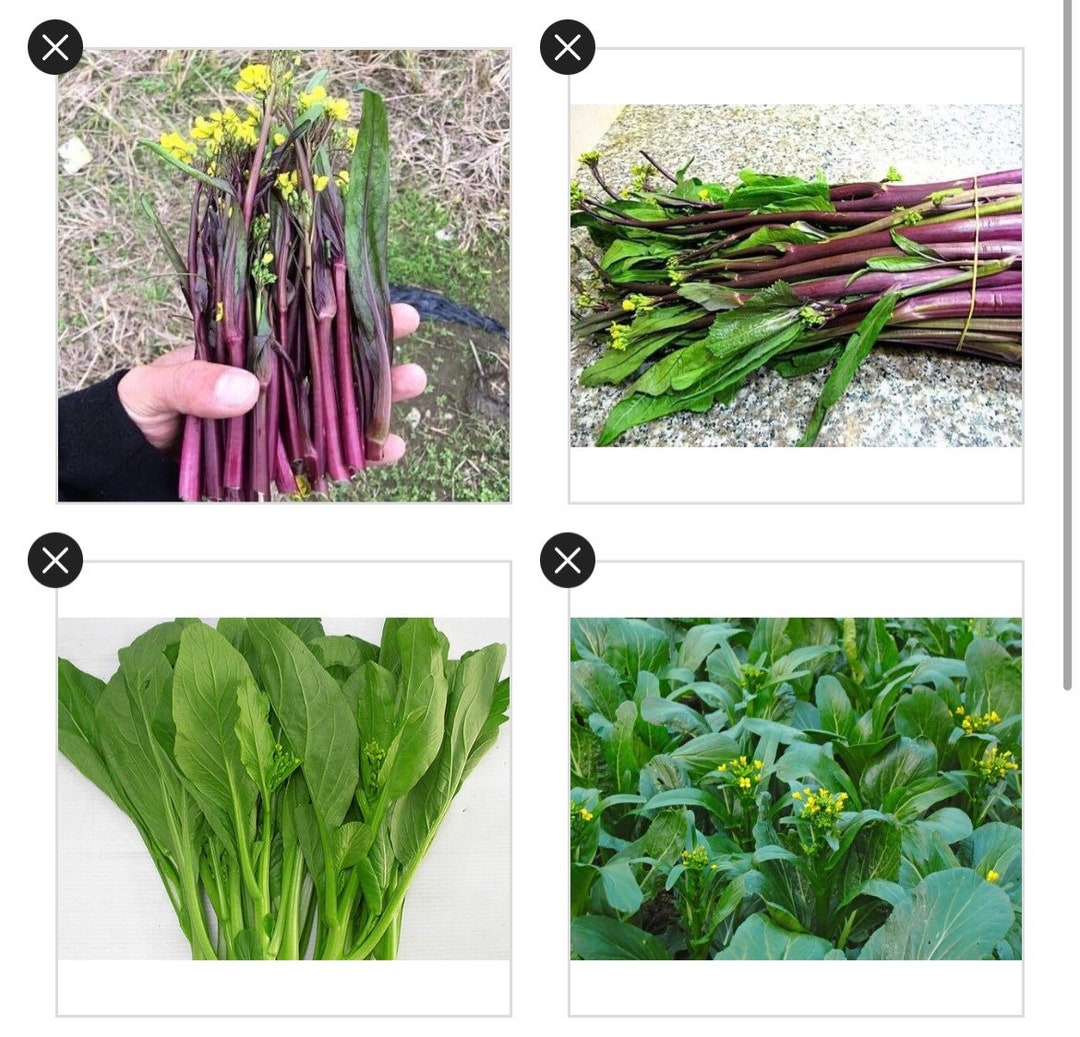 2,000 Mixed 2 Color Seeds Asian Purple or Green Yu Choy- Choi Sum ...