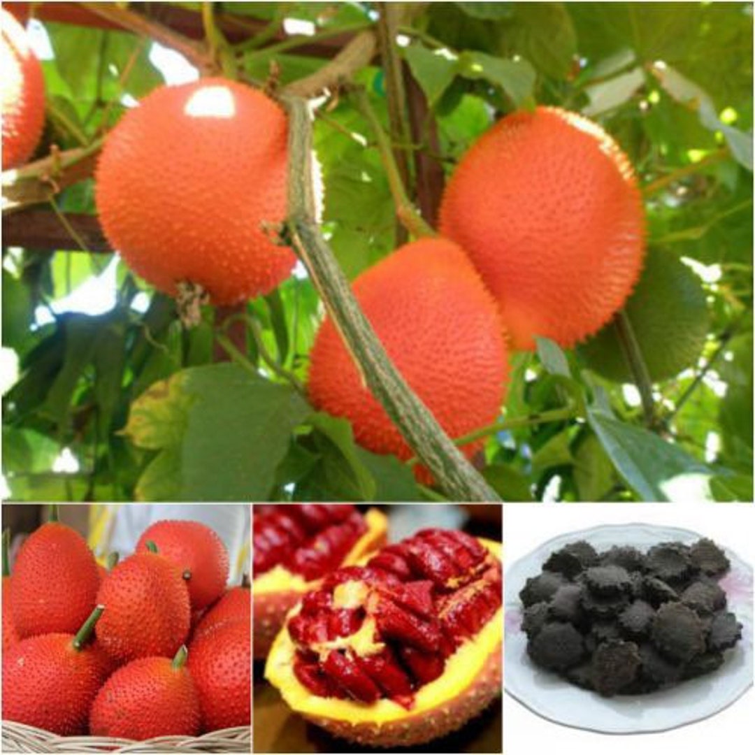 Gac seeds is the seed inside the gac fruit, flat, black