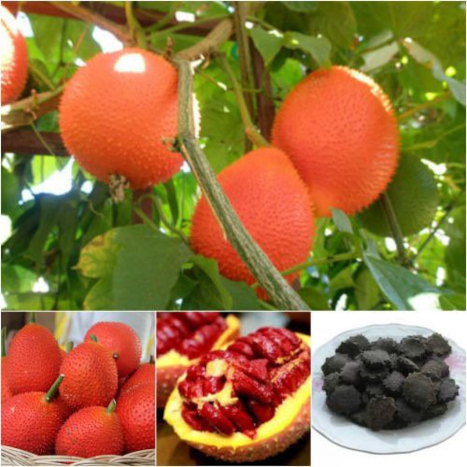 2 Hat Giong Trai Gac GAC FRUIT Gac Melon Vine Momordica Cochinchinensis ...