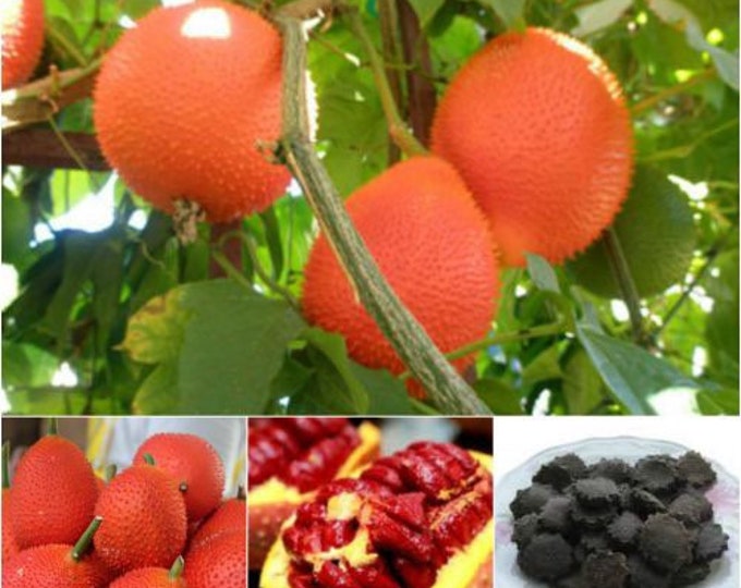 2 Hat Giong Trai Gac GAC FRUIT Gac Melon Vine Momordica Cochinchinensis ...