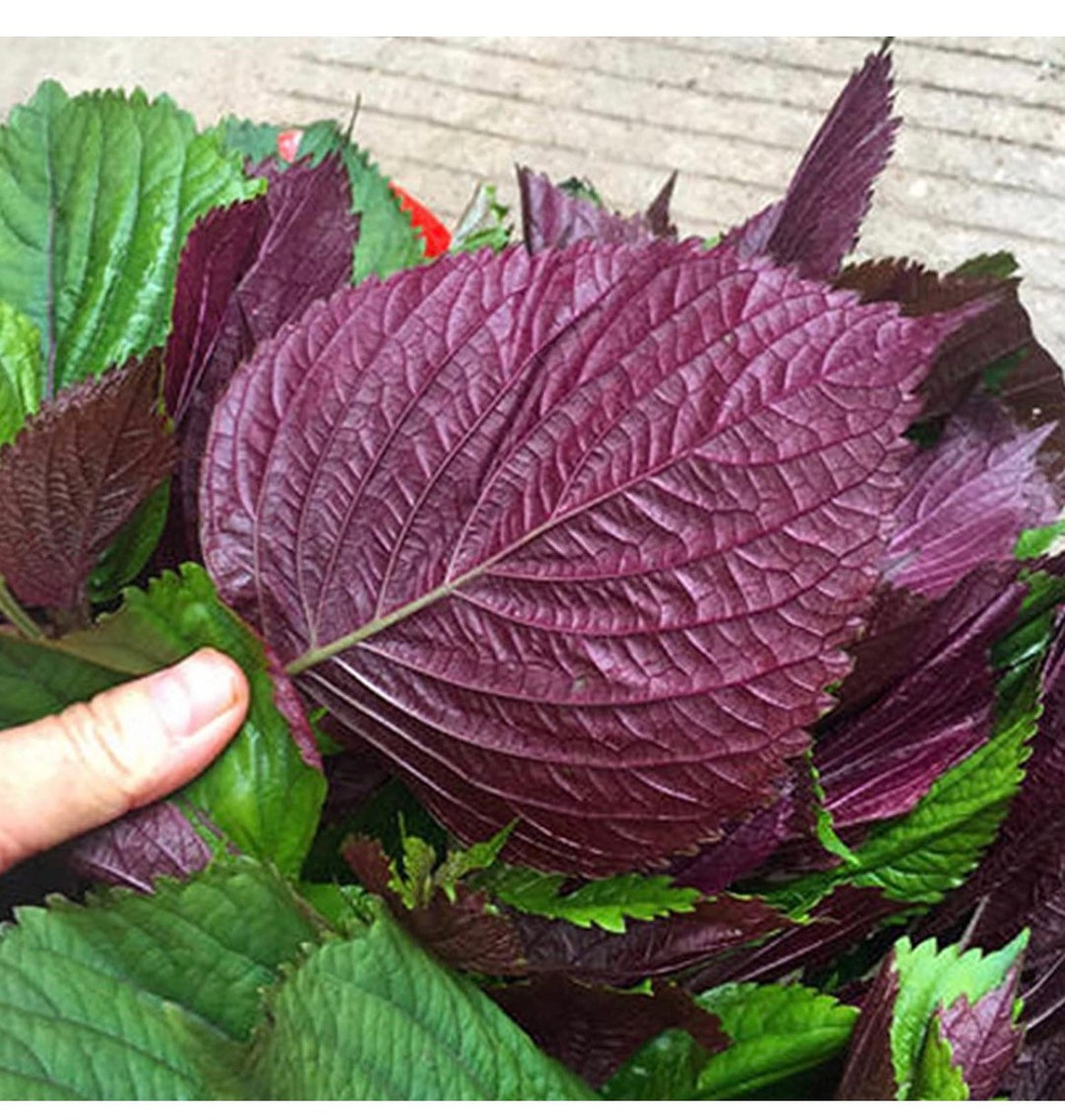 2 Packages of Perilla, Vietnamese Tia To, Shiso - 500 Seeds per Package ...