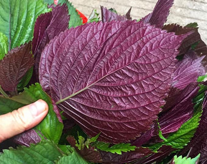 2 Packages of Perilla, Vietnamese Tia To, Shiso - 500 Seeds per Package ...