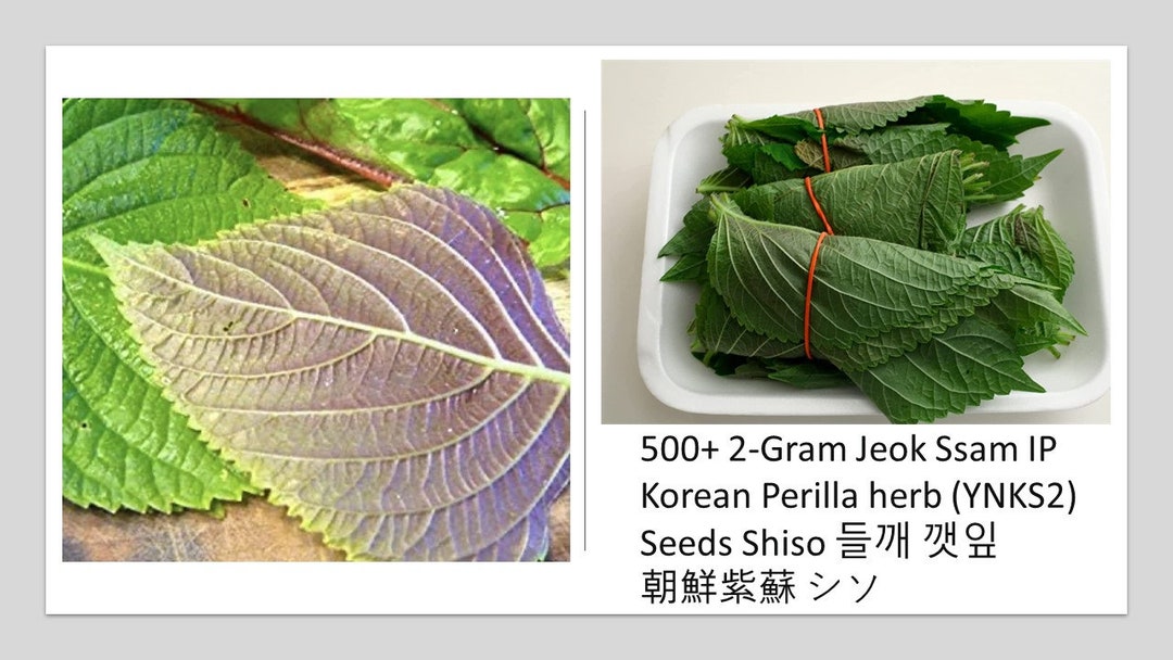 Korean BBQ Vegetable 1300+ 2-gram Jeok Ssam IP Korean Perilla Herb ...