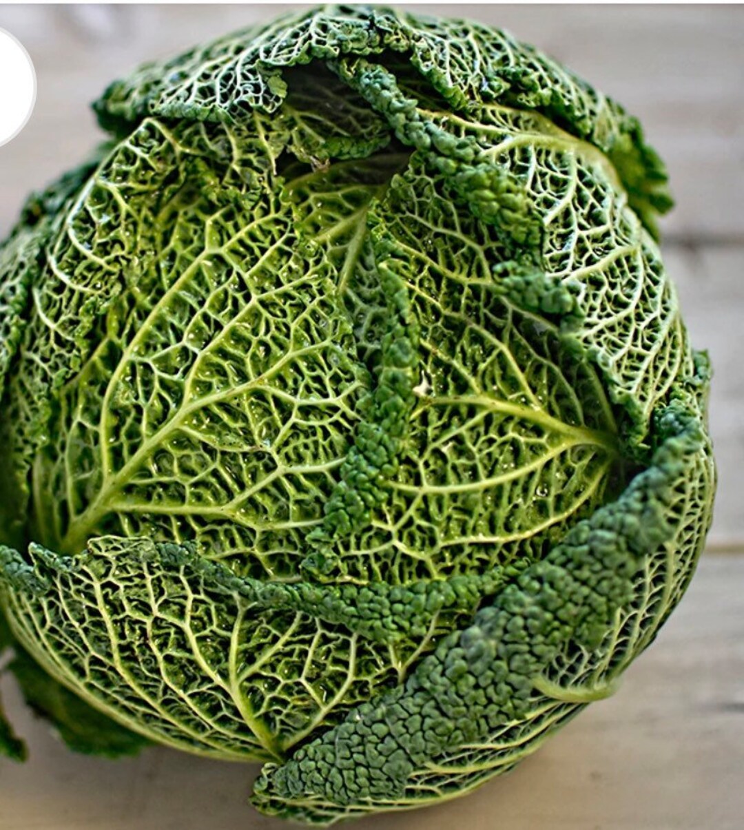 500+ Seeds Savoy Cabbage Vertus Beautiful Heirloom Vegetable for ...