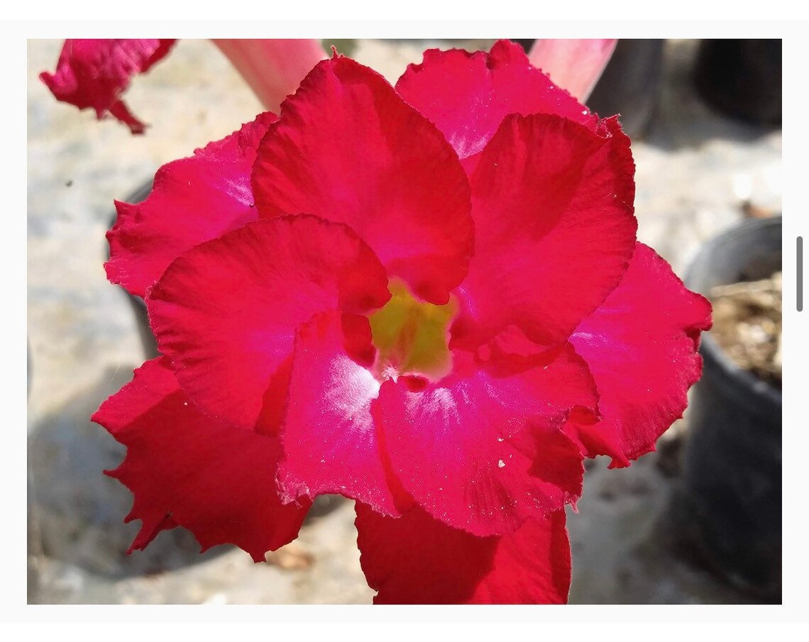 Adenium Obesum Seeds Mixed Colors Desert Rose Single and Multi Colored ...