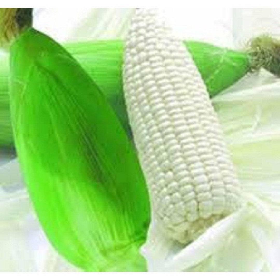 Bắp Nếp Nù Dẽo 25 Seeds Waxy Corn Vietnamese Bap NEP Nu Asian Sweet ...