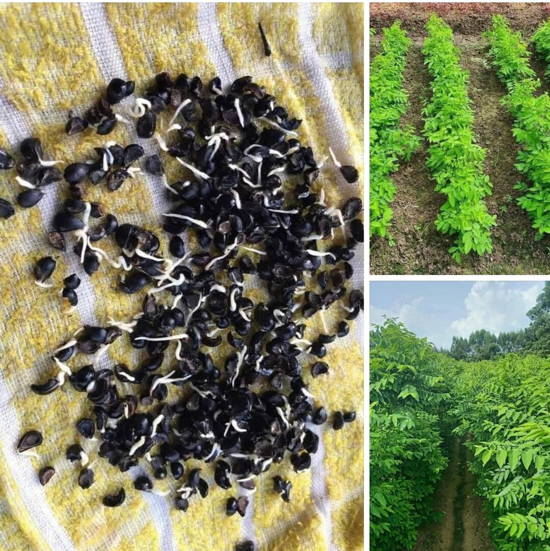 220+ Seeds Katuk Seeds Sweet Leaf Sauropus Androgynus Star Gooseberry ...