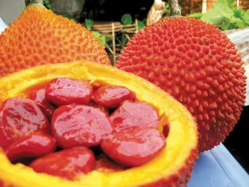 2 Hat Giong Trai Gac GAC FRUIT Gac Melon Vine Momordica Cochinchinensis ...