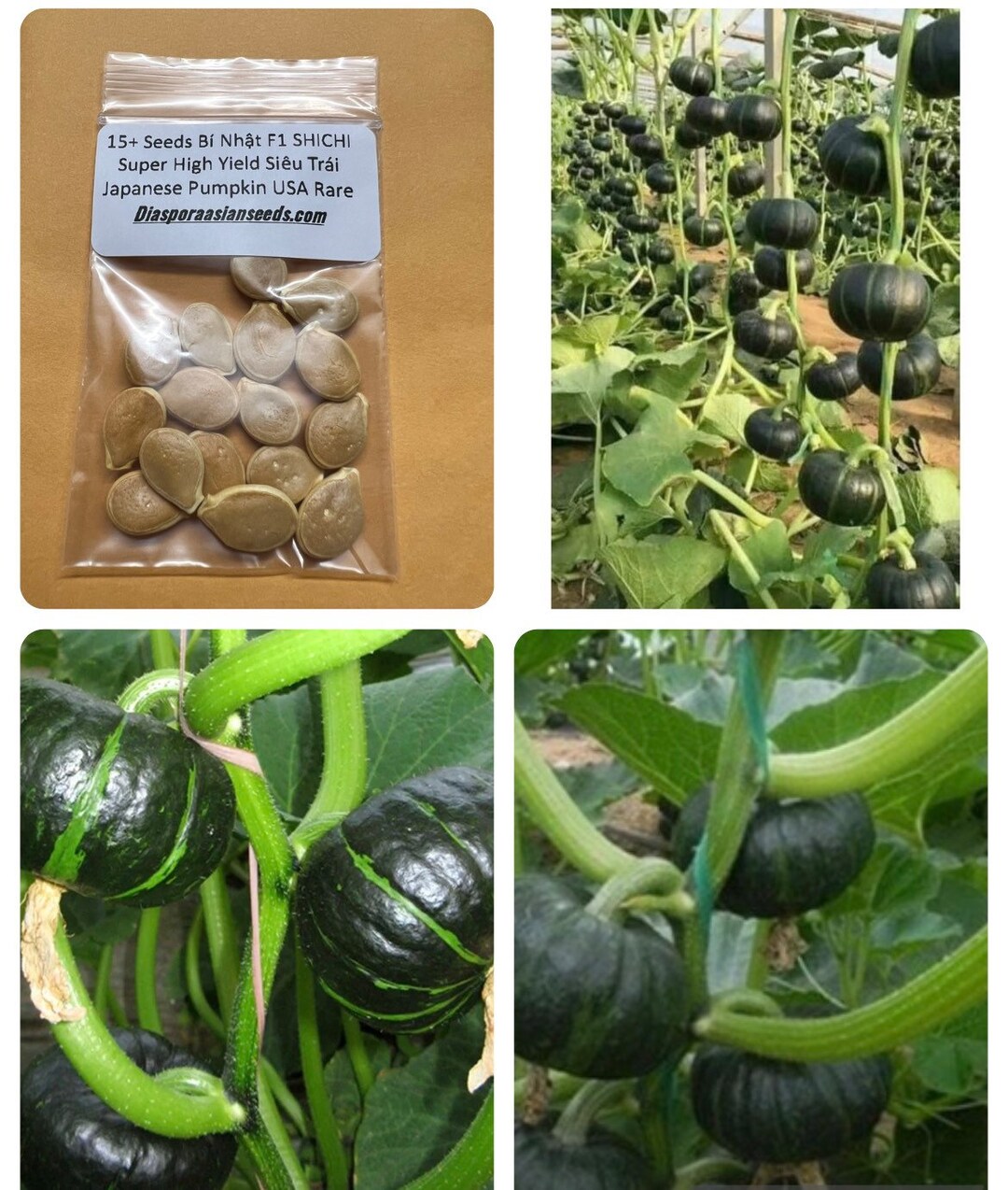 NEW F1 Mini Kabocha Squash 一代交配迷你日本小南瓜 Extra Early 37-39 Days After ...