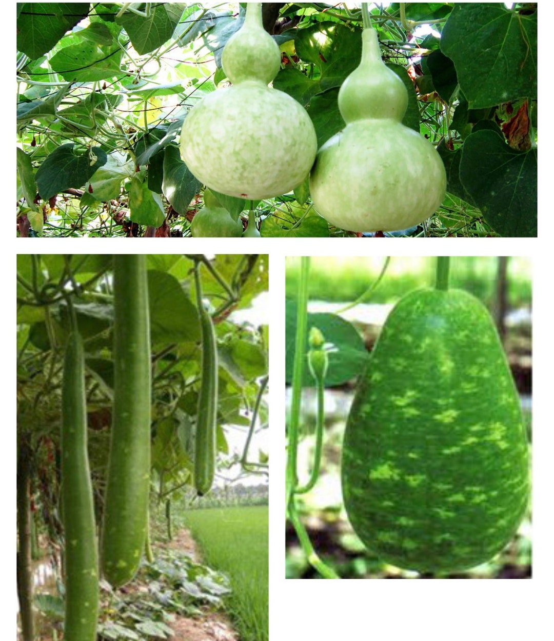 3 Types Calabash,lagenaria Siceraria, Melon, Bầu Sao Trái 30 Seeds ...
