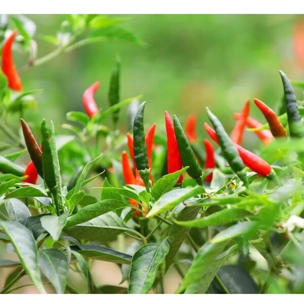 Vietnamese Chili Pepper - Etsy