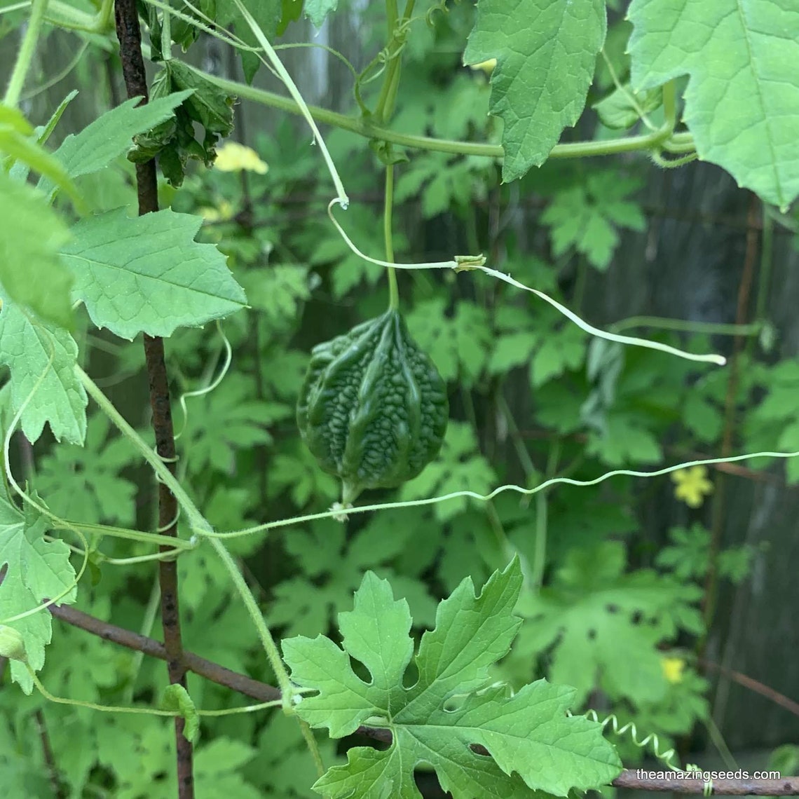 Bulk 200++jamaican Cerasee/small Bitter Melon/gourd/karela Plus Seeds ...