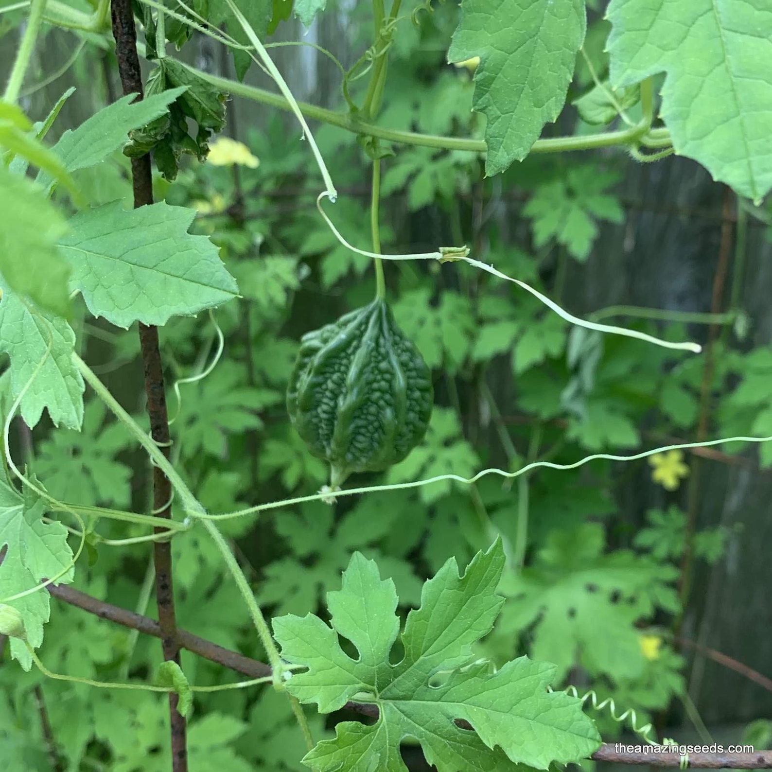 Bulk 200++jamaican Cerasee/small Bitter Melon/gourd/karela Plus Seeds ...