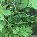 Bulk 200++jamaican Cerasee/small Bitter Melon/gourd/karela Plus Seeds ...