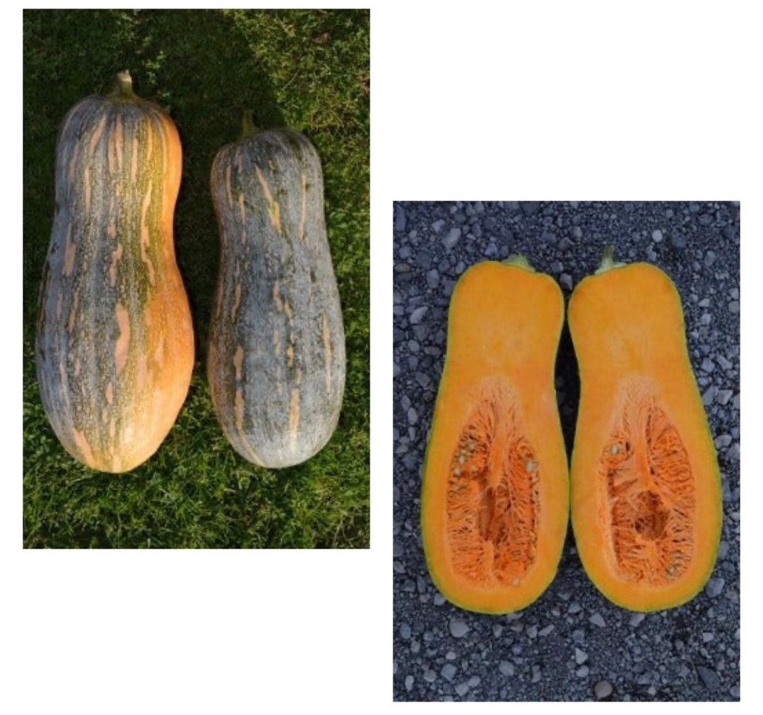 Chinese Miben F1 Sweet and Tasty Reddish Grey Fruit With Deep Orange ...