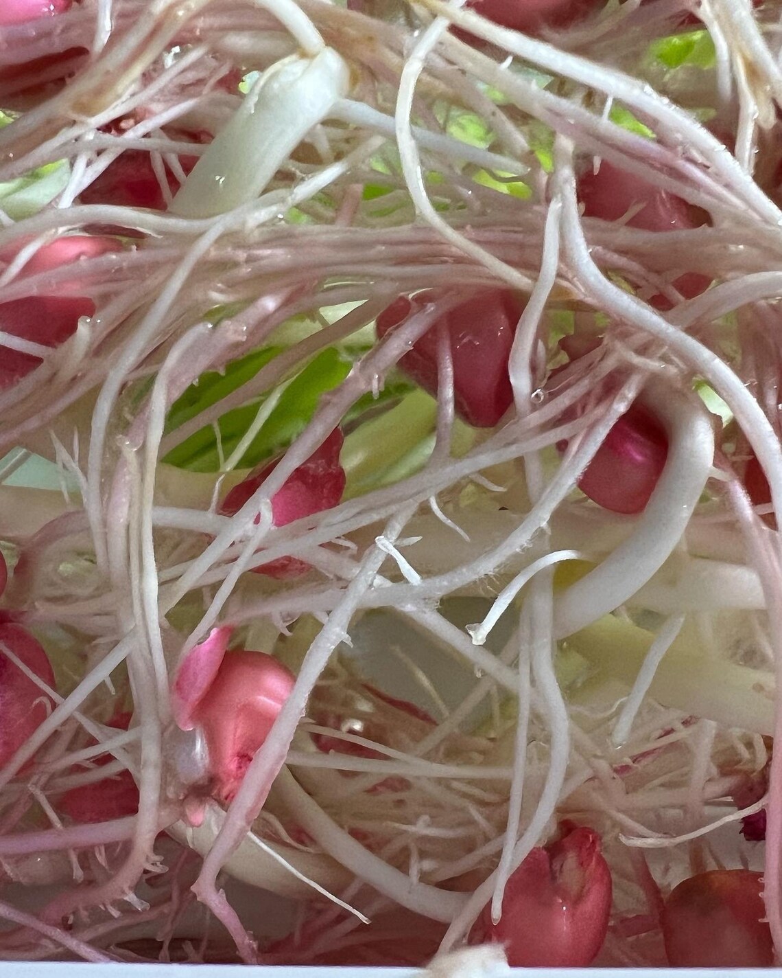 20 Round White Sticky Waxy Corn Glutinous Organic Sweet Corn - Etsy