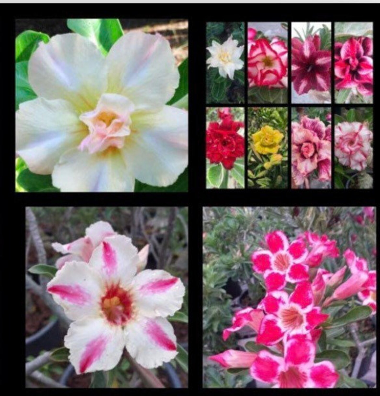 Adenium Obesum Seeds Mixed Colors Desert Rose Single and Multi Colored ...