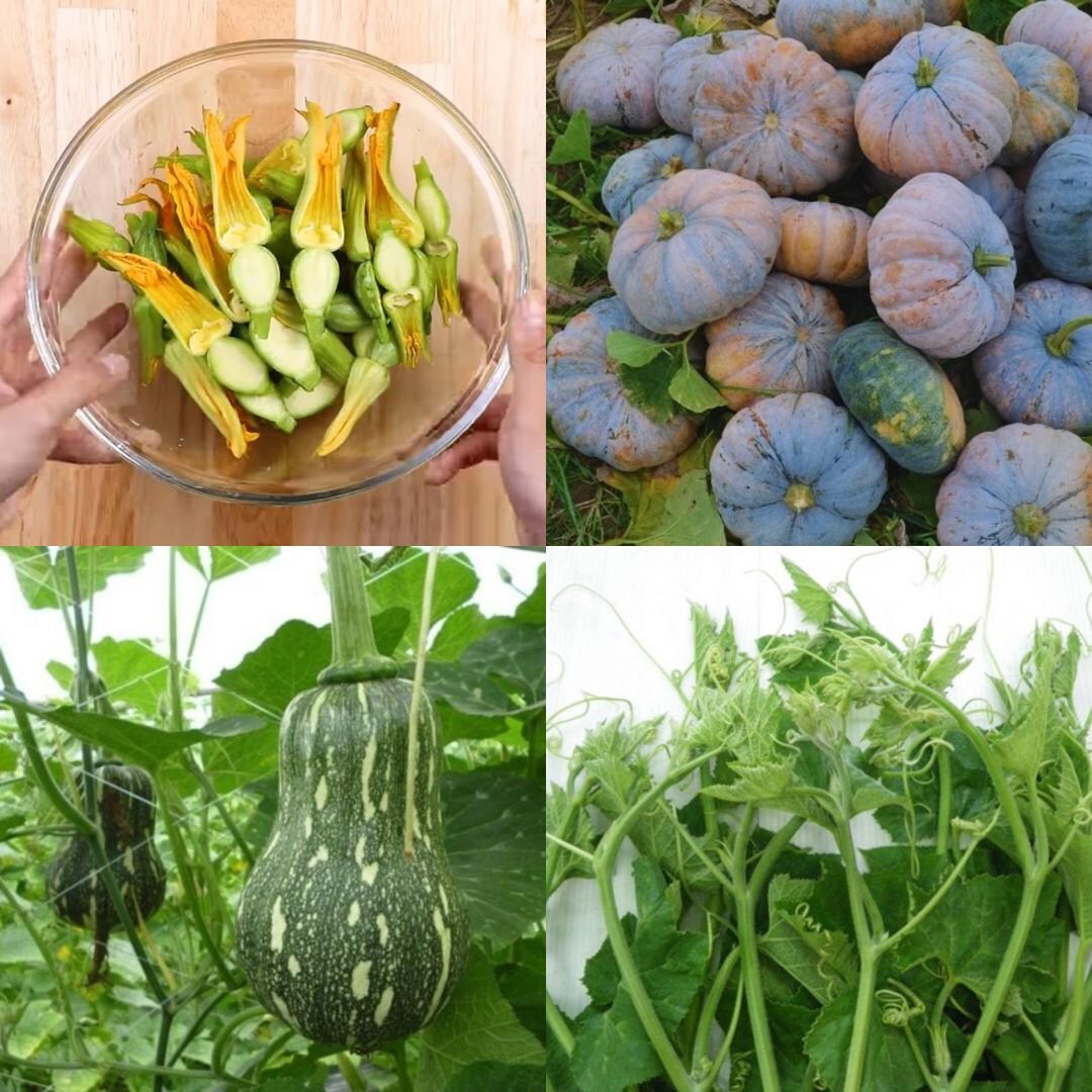 Pumpkin Seeds – Katora, Round, Super Squash Buds, Flowers and Baby ...