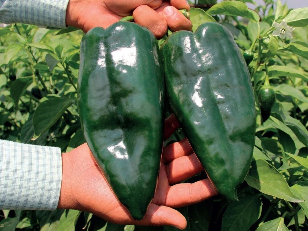 7 Pepper Seeds - Tiburon Poblano Pepper Highly-productive, Hybrid ...