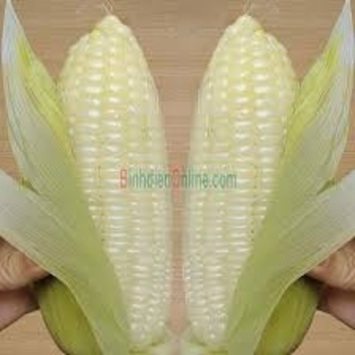 20 Round White Sticky Waxy Corn Glutinous Organic Sweet Corn - Etsy