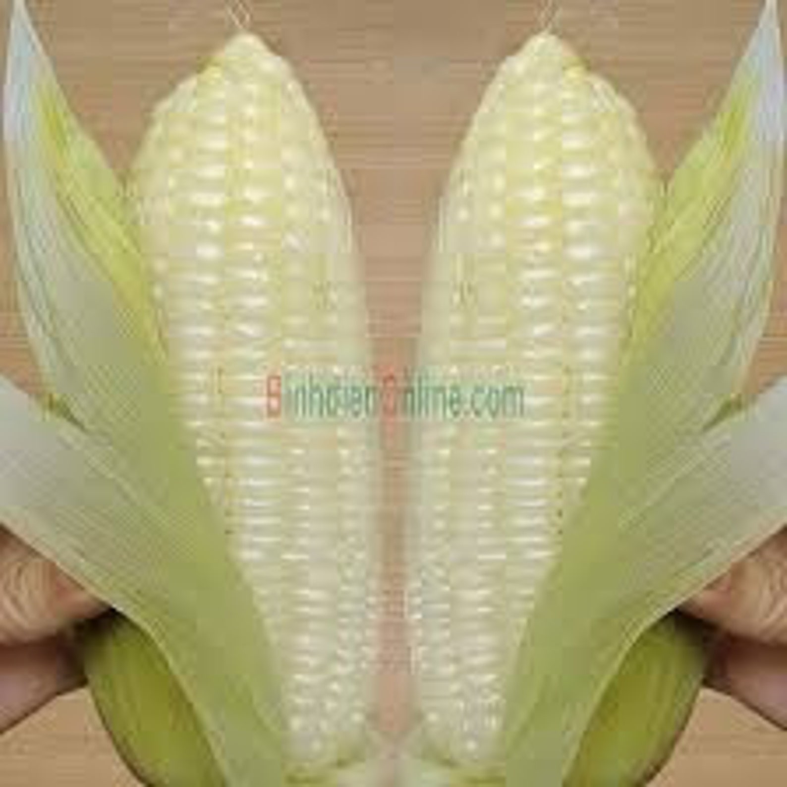 20 Round White Sticky Waxy Corn Glutinous Organic Sweet Corn - Etsy