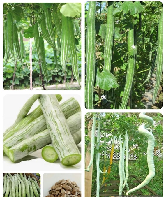Snake Gourd Seeds