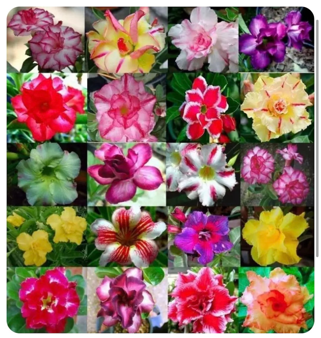 Adenium Obesum Seeds Mixed Colors Desert Rose Single and Multi Colored ...