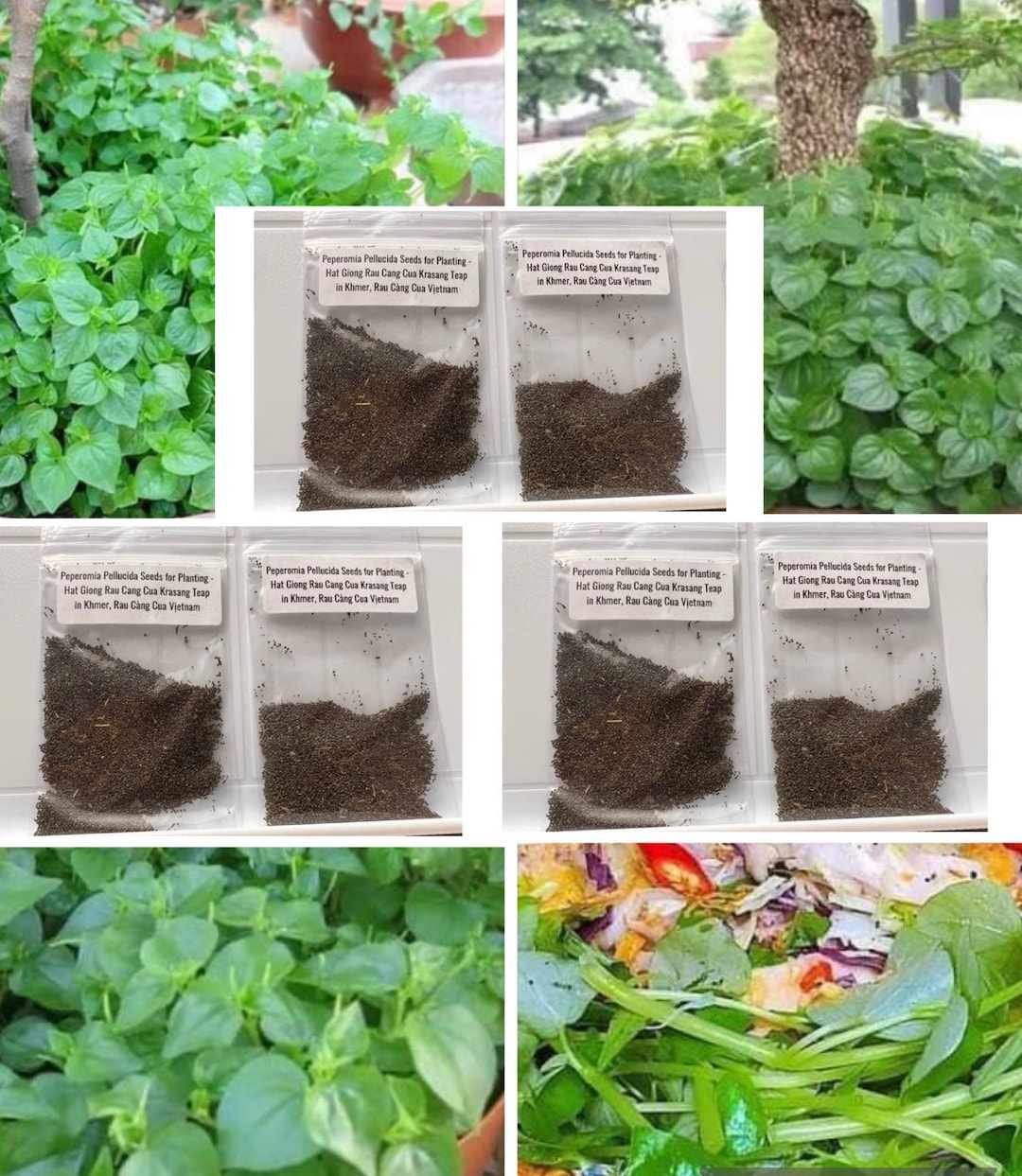 6 Packs of 2500+ Crab Claw Seeds/ Bag Rau Cang Cua ,hạt Giống Rau Càng ...