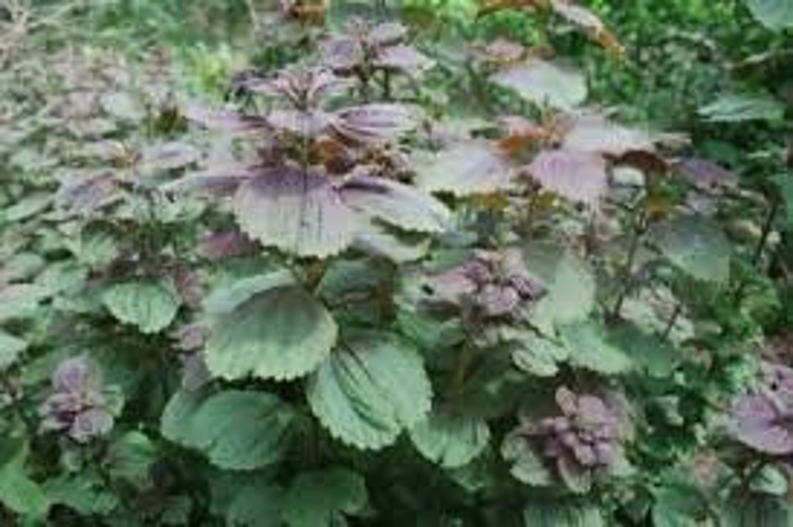 Vietnamese Perilla Seeds La Tía Tô Rau Tia Purple Green - Etsy