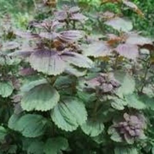 Vietnamese Perilla Seeds La Tía Tô Rau Tia Purple Green Shiso Asian ...