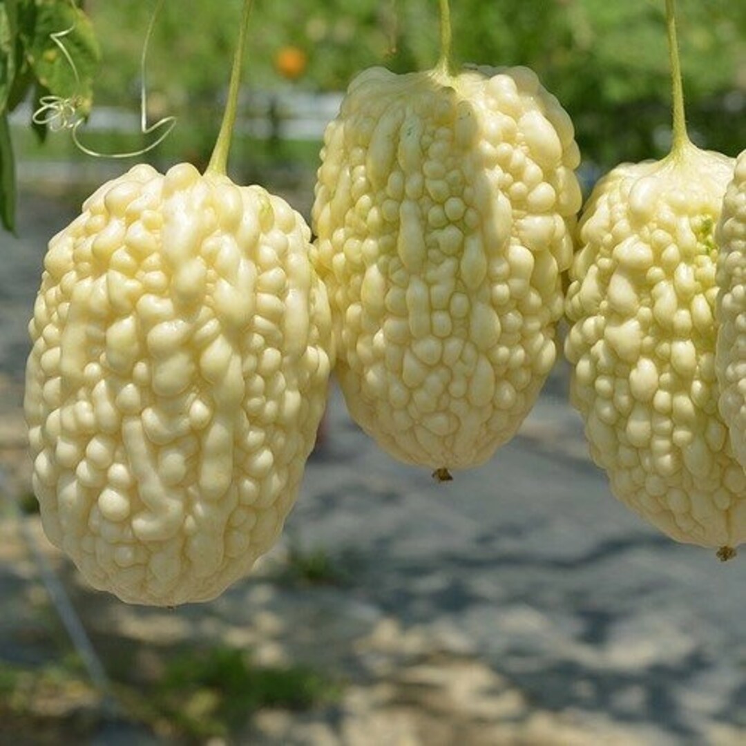 Rare Seeds - BIG Heart/big Top Khổ Qua Trái Tim Xanh Va Trang ...