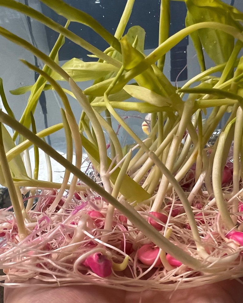 20 Round White Sticky Waxy Corn Glutinous Organic Sweet Corn Seeds Bắp ...