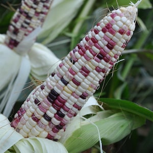 100 Purple and White Sticky Waxy Corn Glutinous Organic Corn Seeds Bắp ...