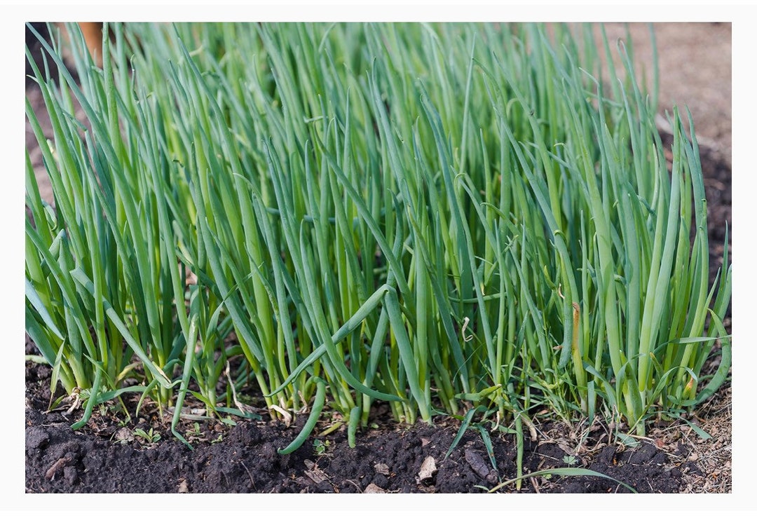 Scallion Bunching Onion Seeds, 500+ Evergreen Hardy White, Heirloom ...