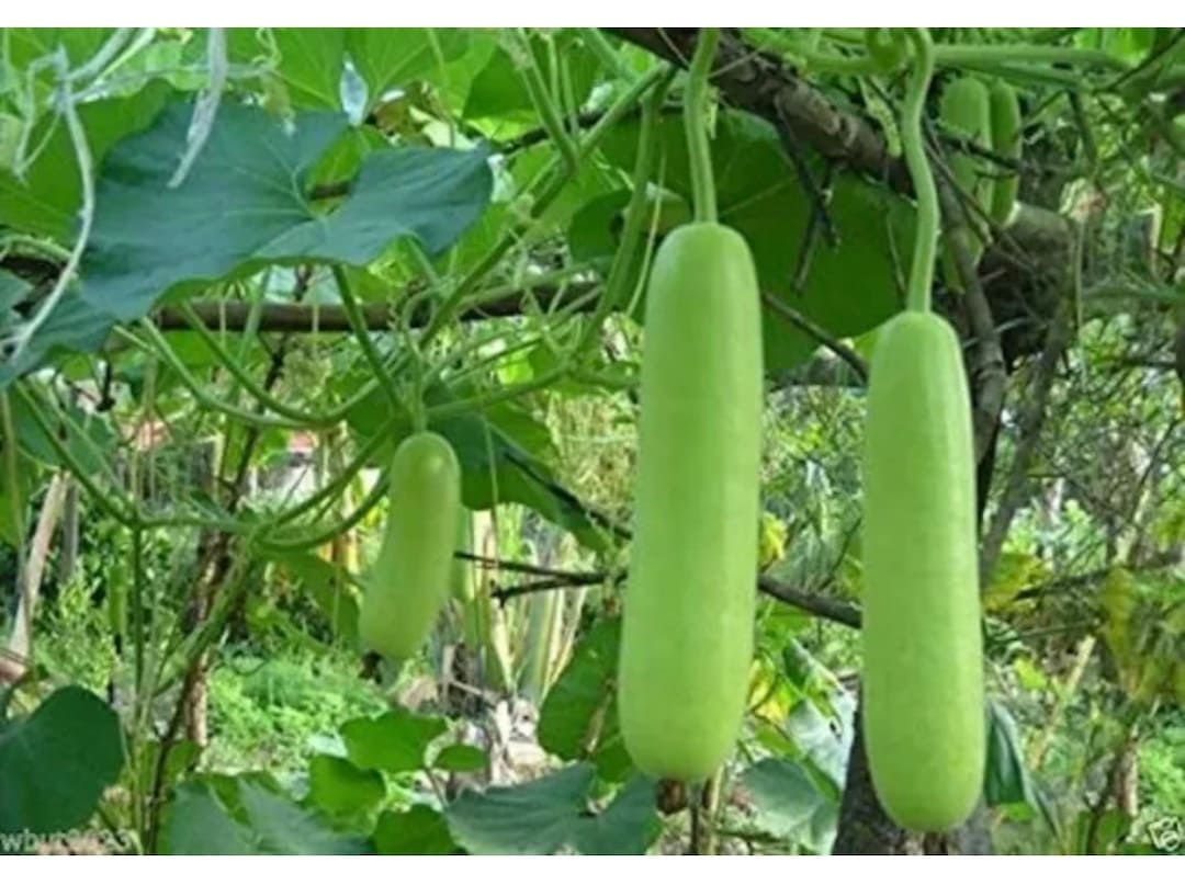 15 Calabash Bottle Gourd Seeds Chinese Pugua Nam Tao Yao Lauki Opo ,hột ...