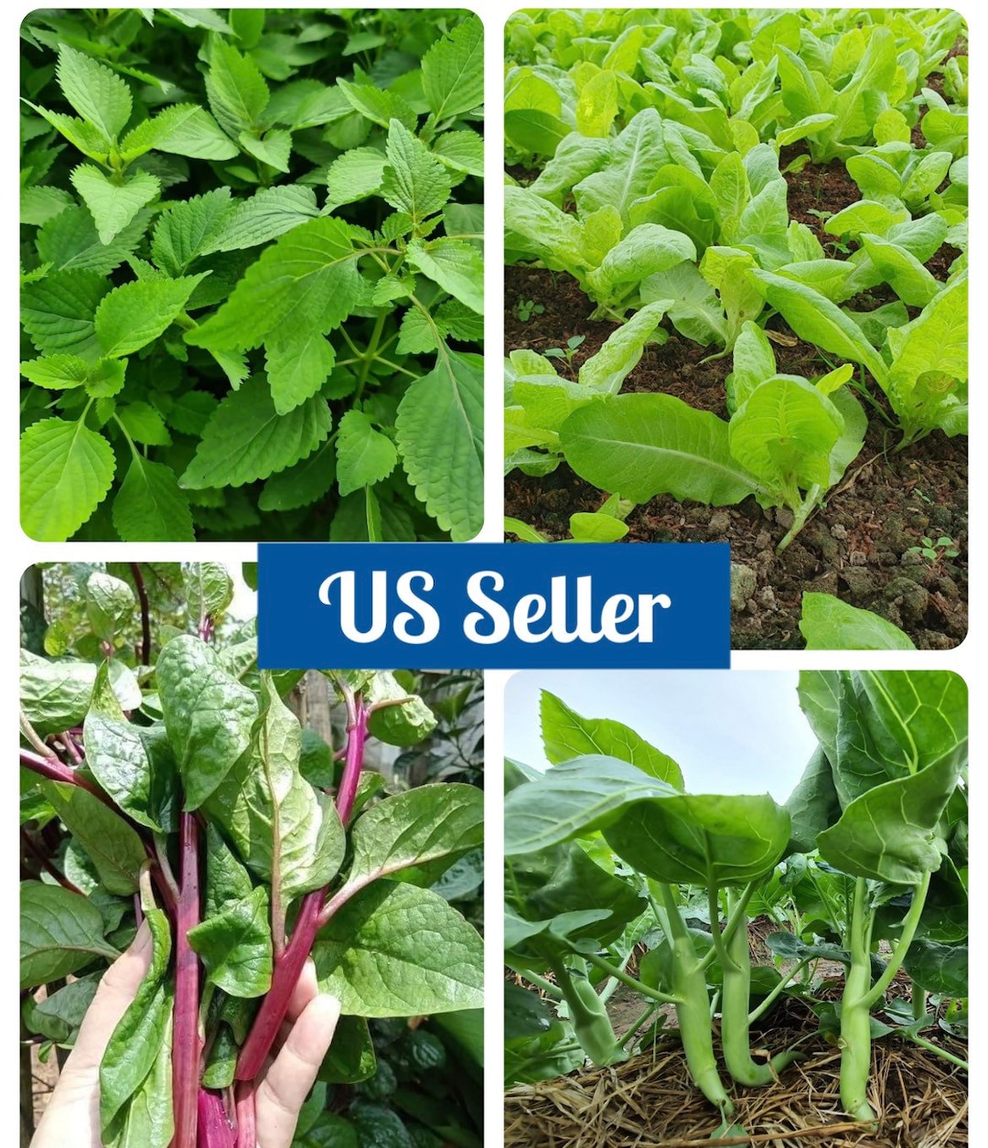 Set of 4 Types Vegetables: Vietnamese Lettuce, Kinh Gioi Balm Mint, Red ...