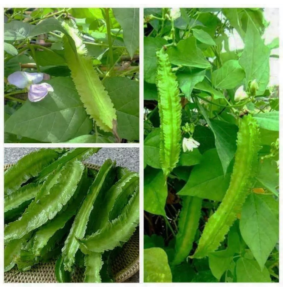 Winged Bean Seeds | Dragon Horned Four Angled Asparagus Goa Beans ...