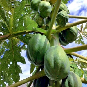 Dwarf Hawaiian Solo Sunrise Strawberry Papaya Tree Seeds Carica Fruit ...