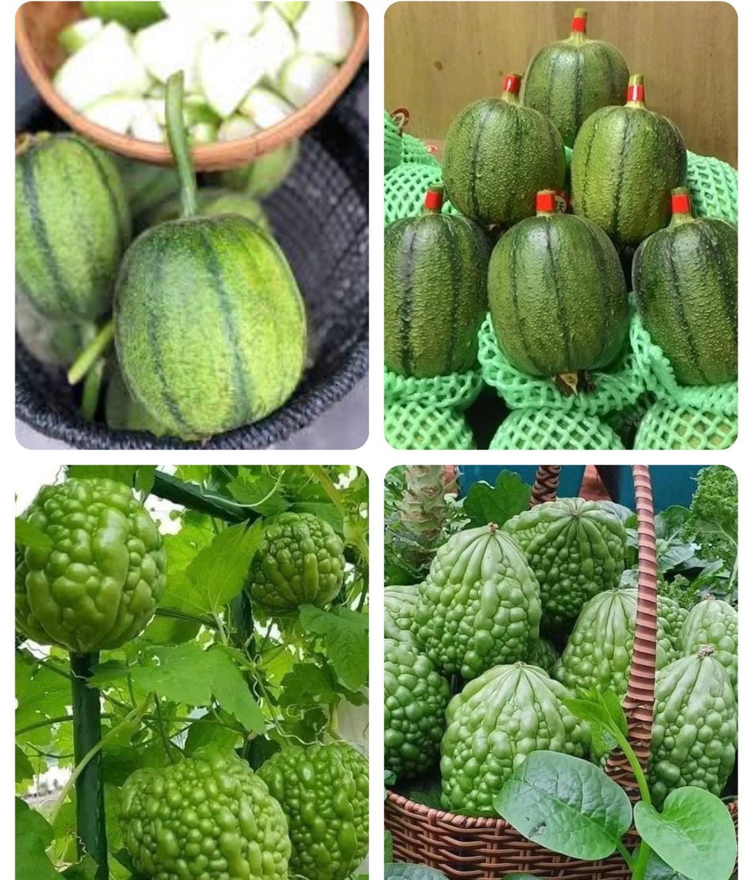 Combo Muop Tao Seeds 7 Seeds Apple Luffa and 10 Seeds Big Top Bitter ...