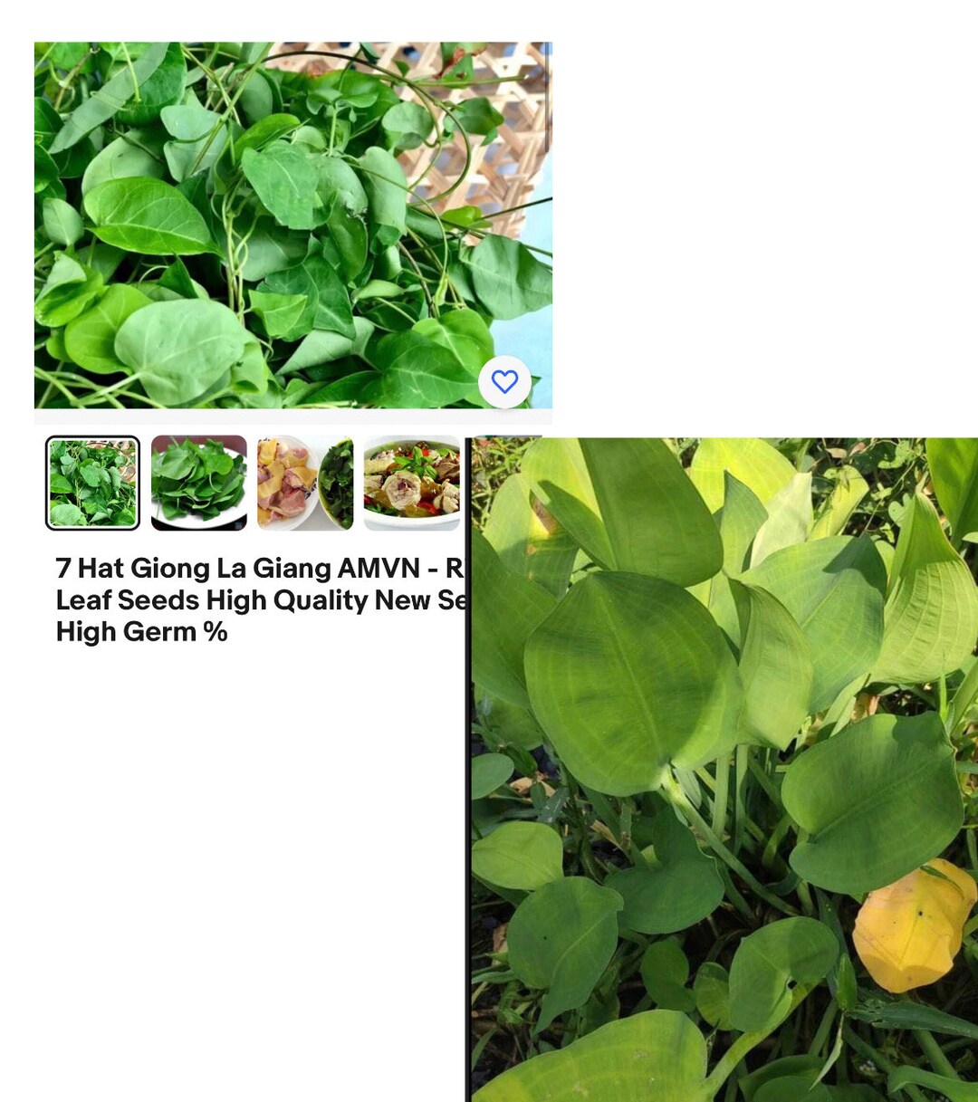 Set of 2 Rare Find Seeds 50 Hạt Rau Cù Nèo ăn Lẩu Canh Chua Hạt Giống ...