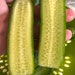 7 Seeds Mini-me, (F1) Cucumber Seeds - Dưa Leo Baby Perfect for ...