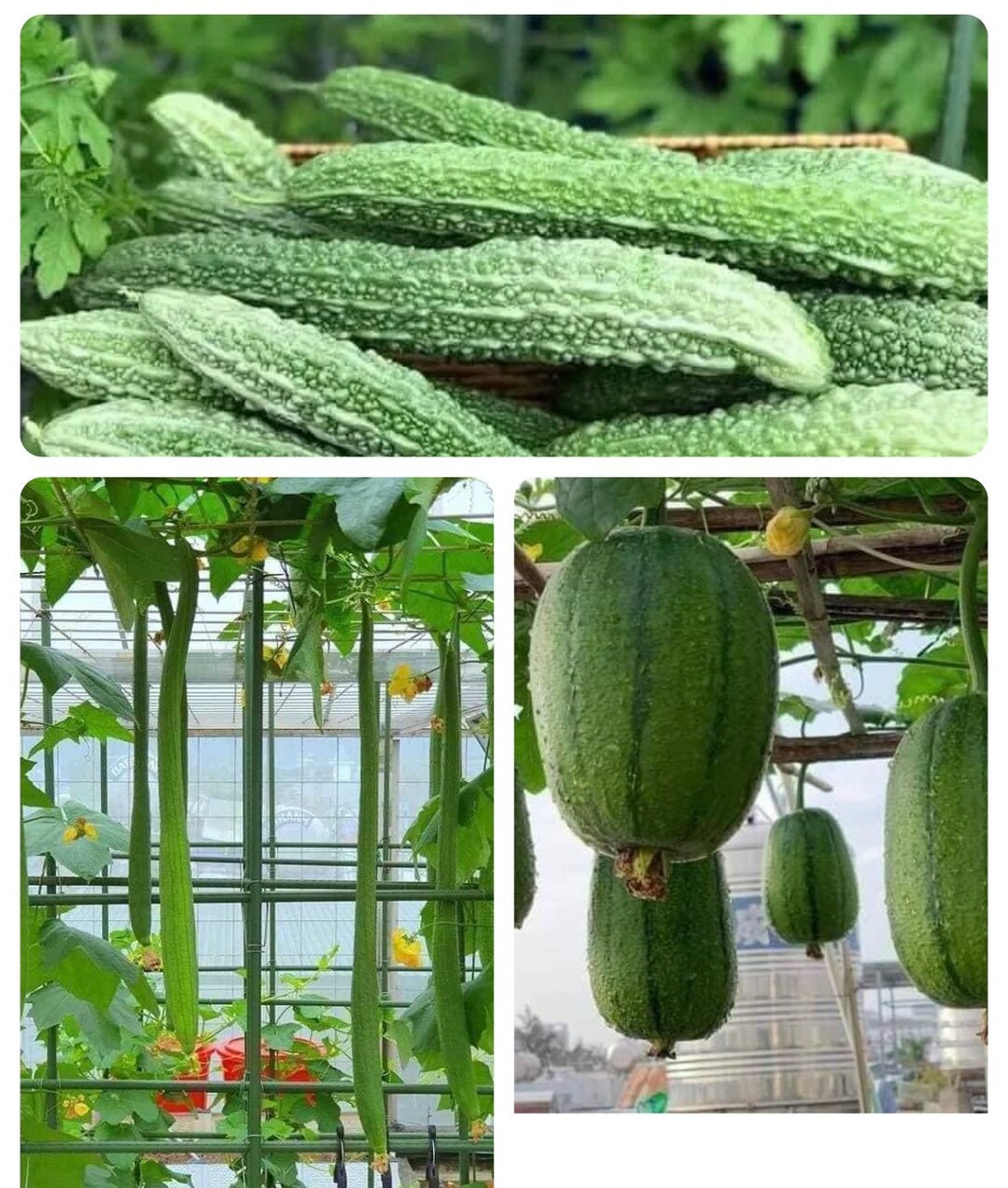 Set of 7 Apple Luffa, 20 Extra Long Luffa, 5 Extra Long Japanese Bitter ...