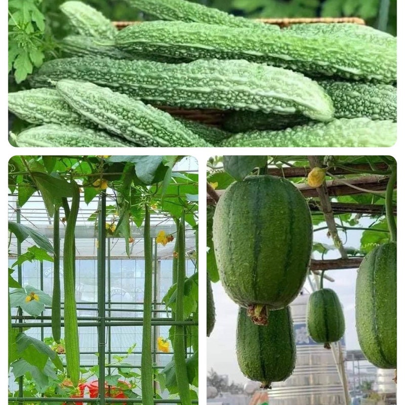 Rare Vegetable Seeds - Etsy