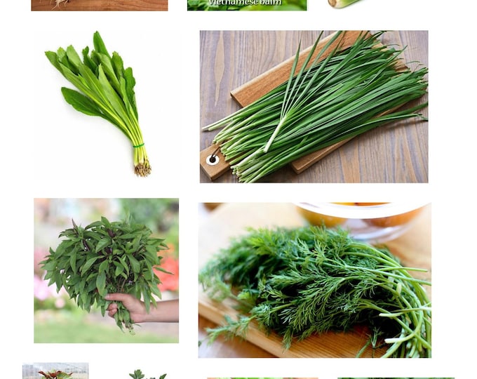 Mix of 25,000 Vietnamese Herb Seeds Asian 15 Types Rau Gia Vị Quế Basil ...