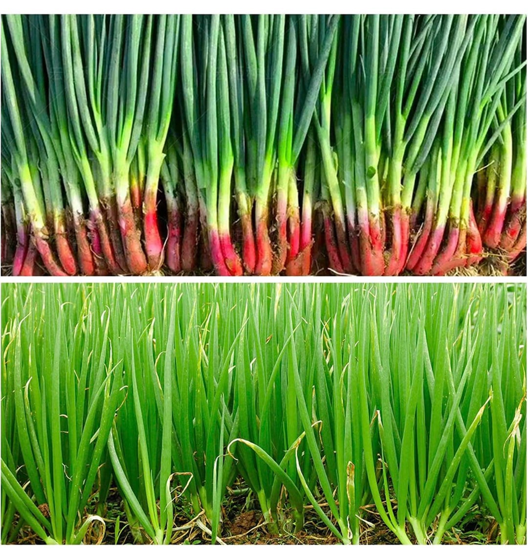 600+ Onion Seed Individual Packs - Scallion “red Beard” and Bunching ...